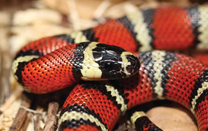 Serpent Archives - Comment bien s'occuper de son animal de compagnie ou ...